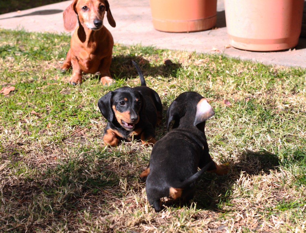 Emily and her sister | rufusontheweb