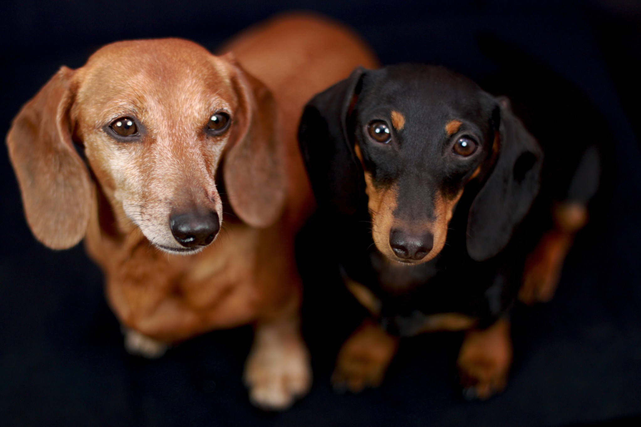 Back to Rufus & Emily | rufusontheweb