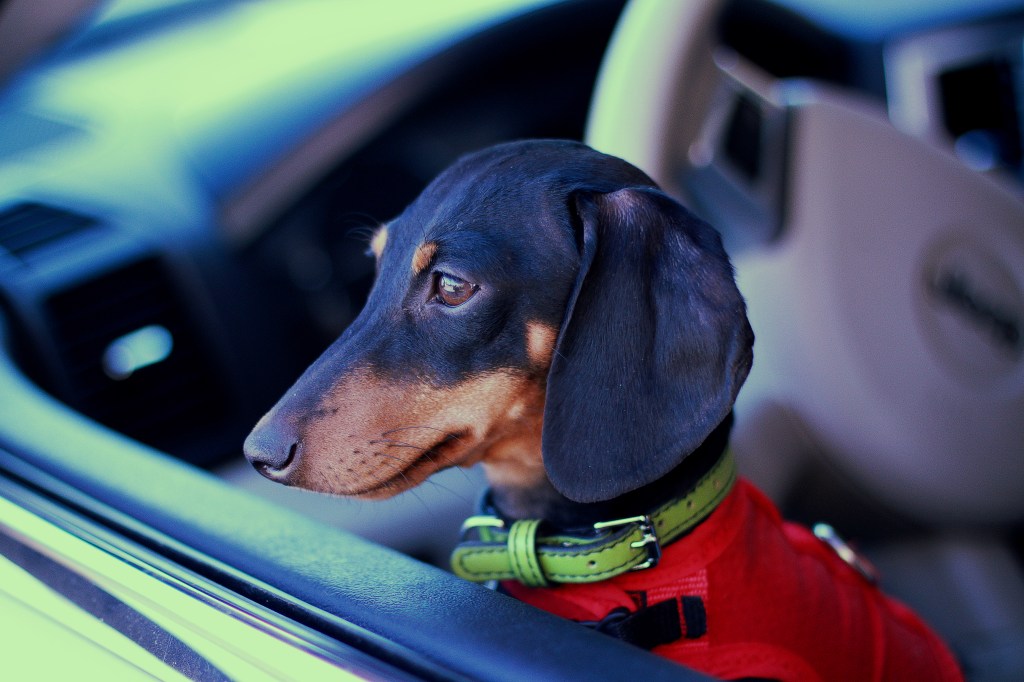 Doxies in cars | rufusontheweb