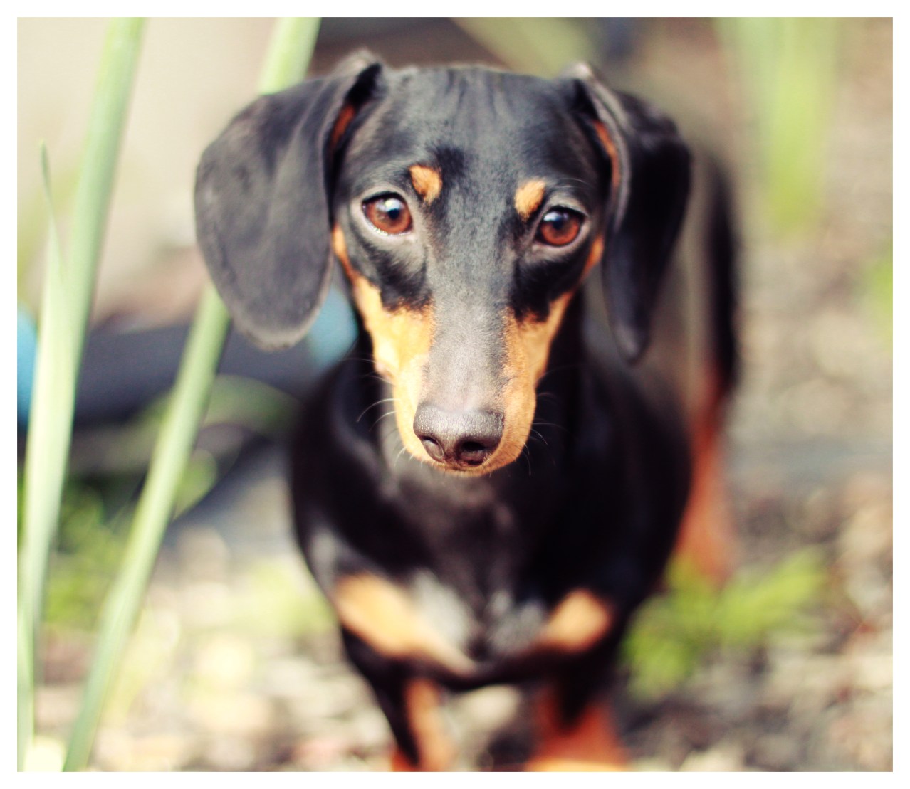 Rufus & Emily | rufusontheweb