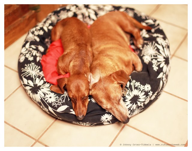 Rufus & Lily | rufusontheweb