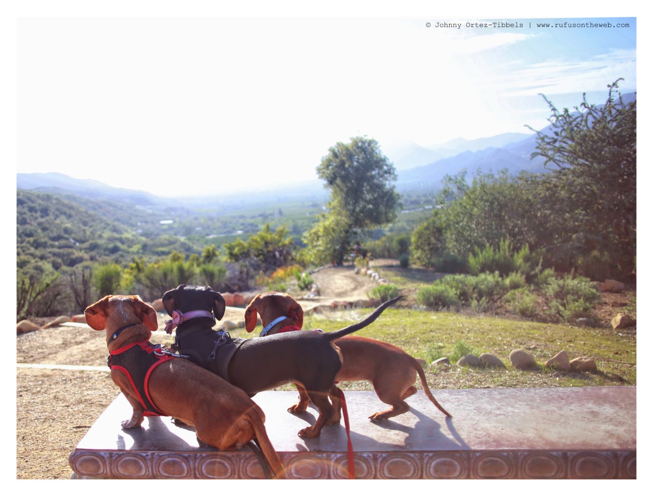 rufusontheweb | Where it is all about the dachshunds! | Page 54