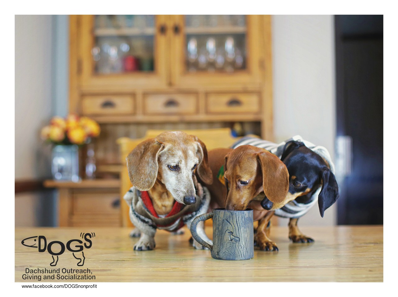 Early dachshund special | rufusontheweb
