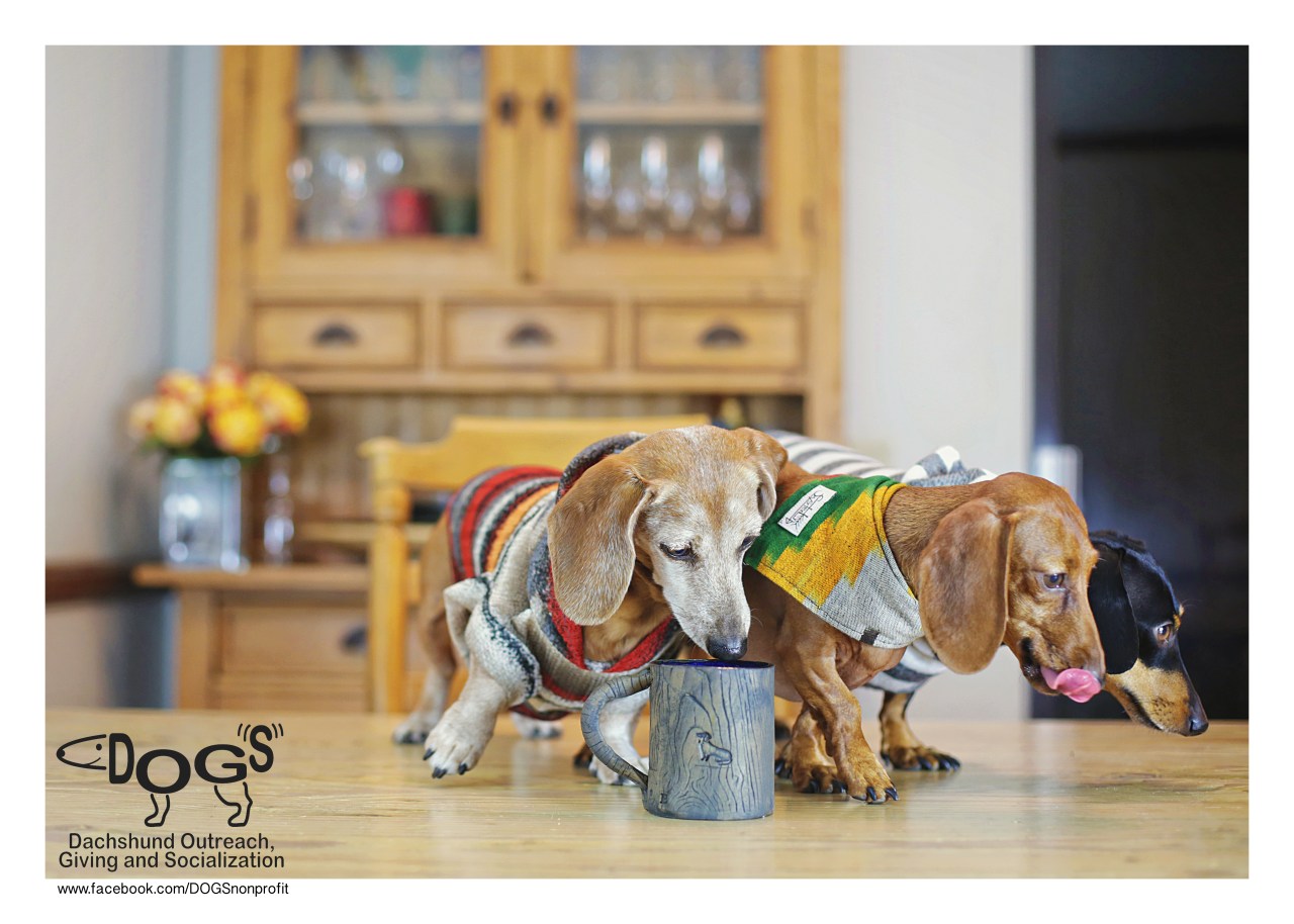 Early dachshund special | rufusontheweb