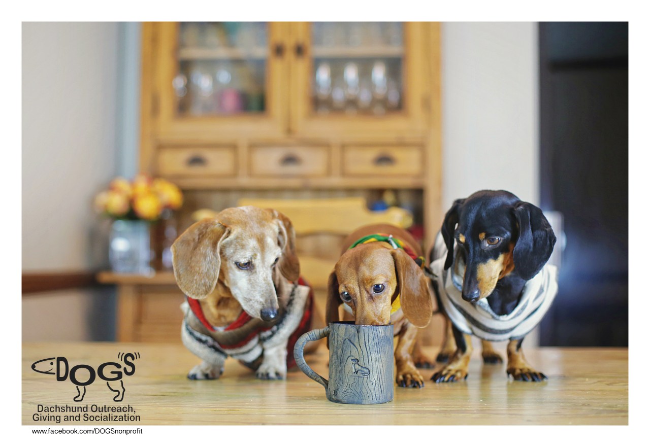 Early dachshund special | rufusontheweb