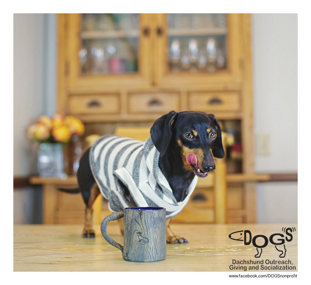 Early dachshund special | rufusontheweb
