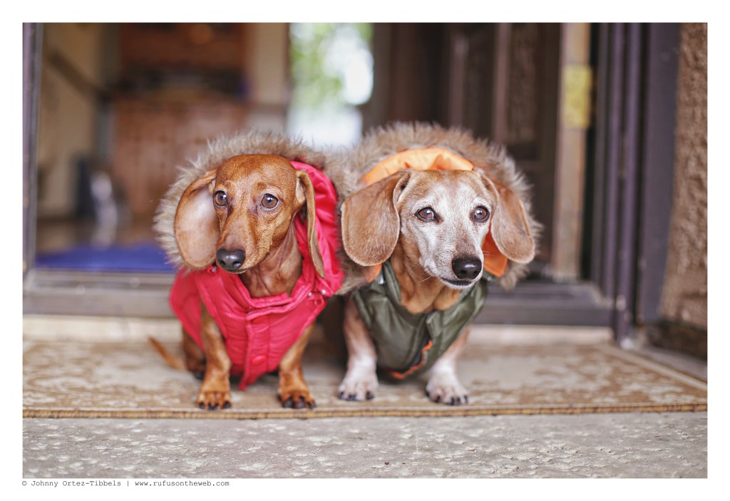 5 of 366 Rainy Tuesdays | rufusontheweb