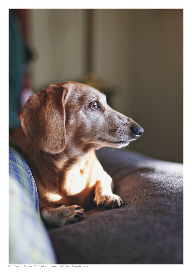 9 of 366 Posh Pups | rufusontheweb