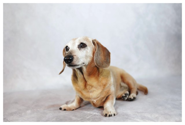 Happy Birthday Eve Rufus | rufusontheweb