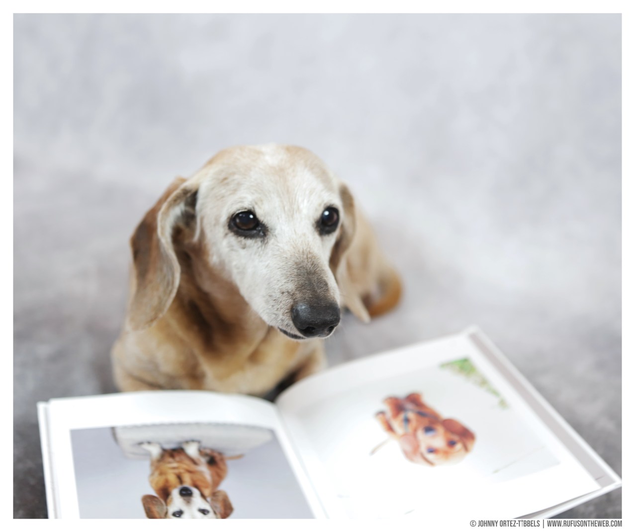Rufus’ Super Sweet Sixteen Book | rufusontheweb
