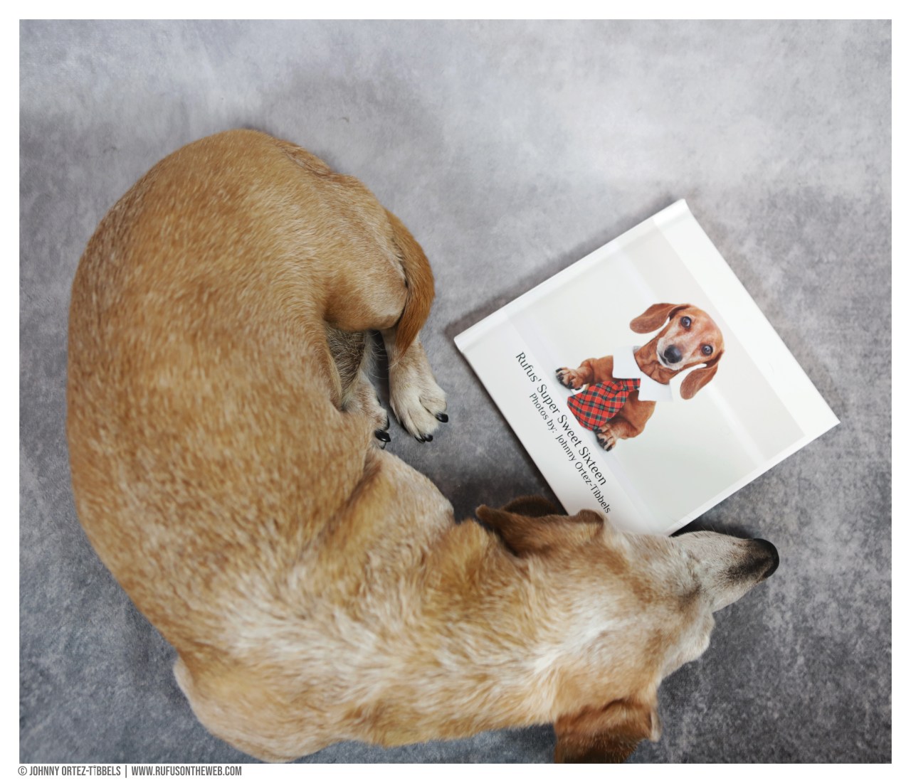 Rufus’ Super Sweet Sixteen Book | rufusontheweb